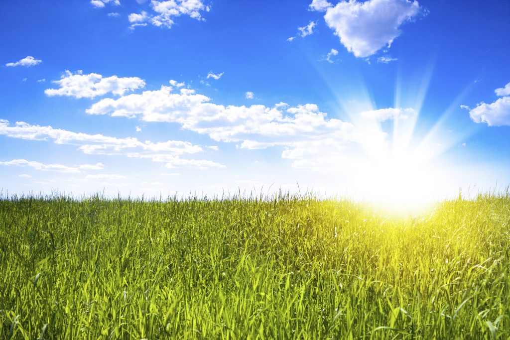 Green Thumb Sun And Shade Grass Seed at Janice Reed blog